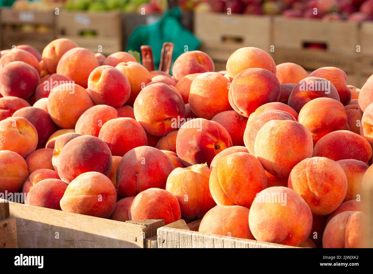 Fresh picked yellow peaches in early morning light in bushel baskets at ...