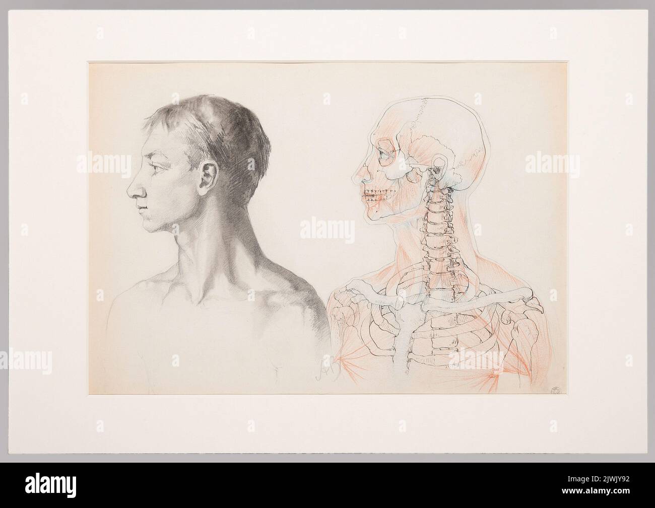 Sketch of a male bust and an anatomical study (drawings made at the ...