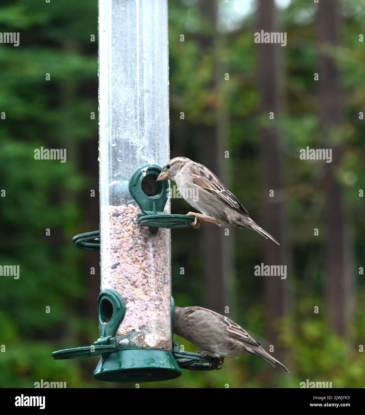 Female house sparrows feeding at a bird feeder Stock Photo - Alamy