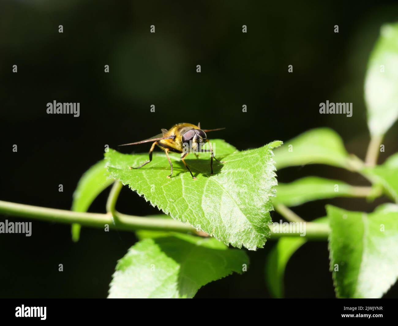 Reticulated eyes hi-res stock photography and images - Alamy