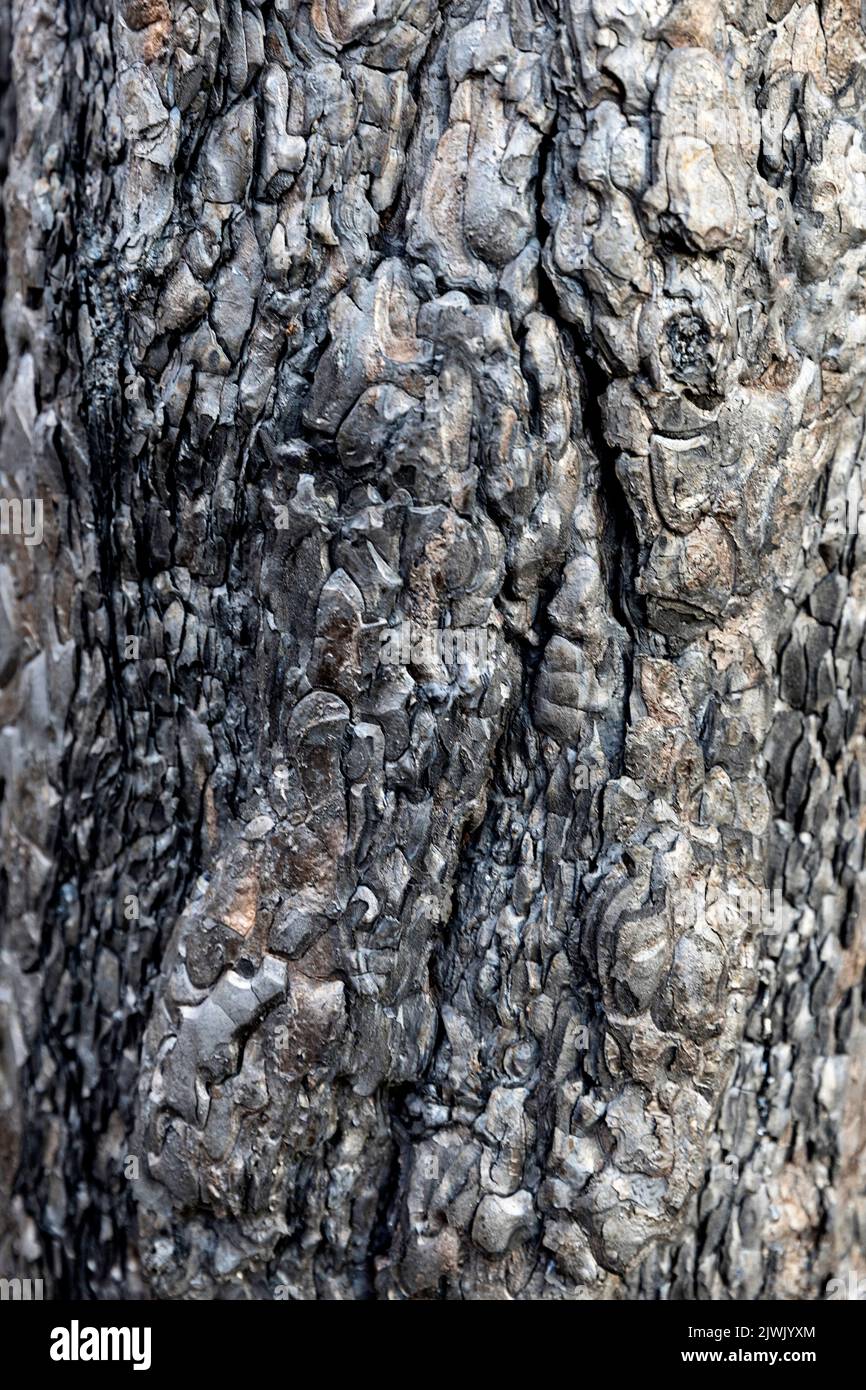 Burnt tree bark hi-res stock photography and images - Alamy