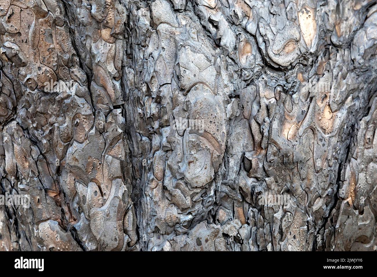 Burnt tree bark after the biggest forest fire in the history of ...