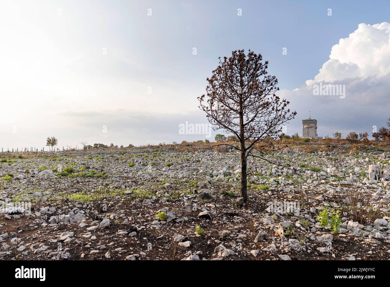 Lone burned pine tree on Cerje after the devastating and biggest fire ...