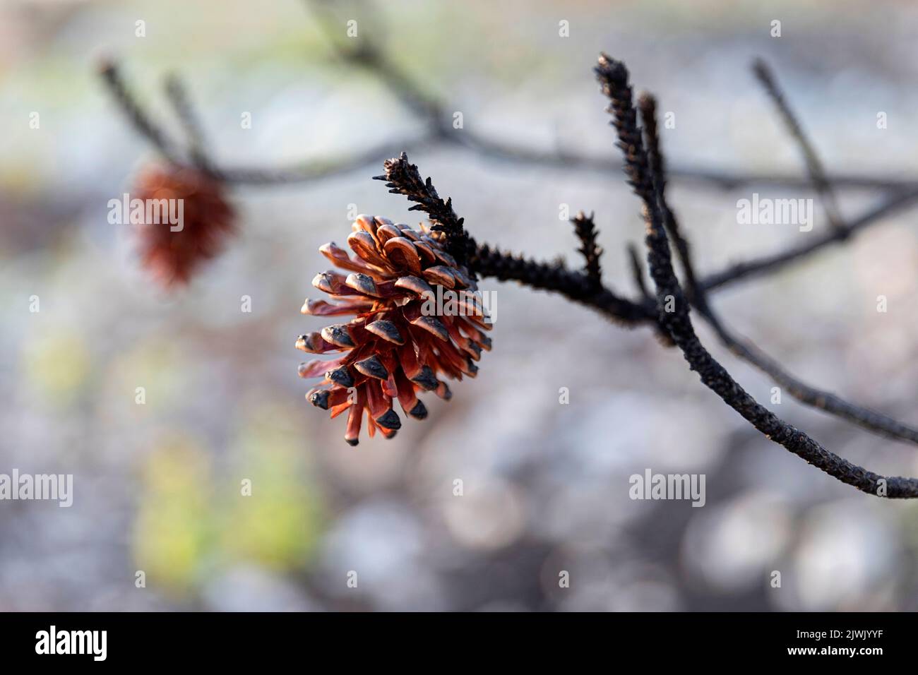 Fire damaged pine cone hi-res stock photography and images - Alamy