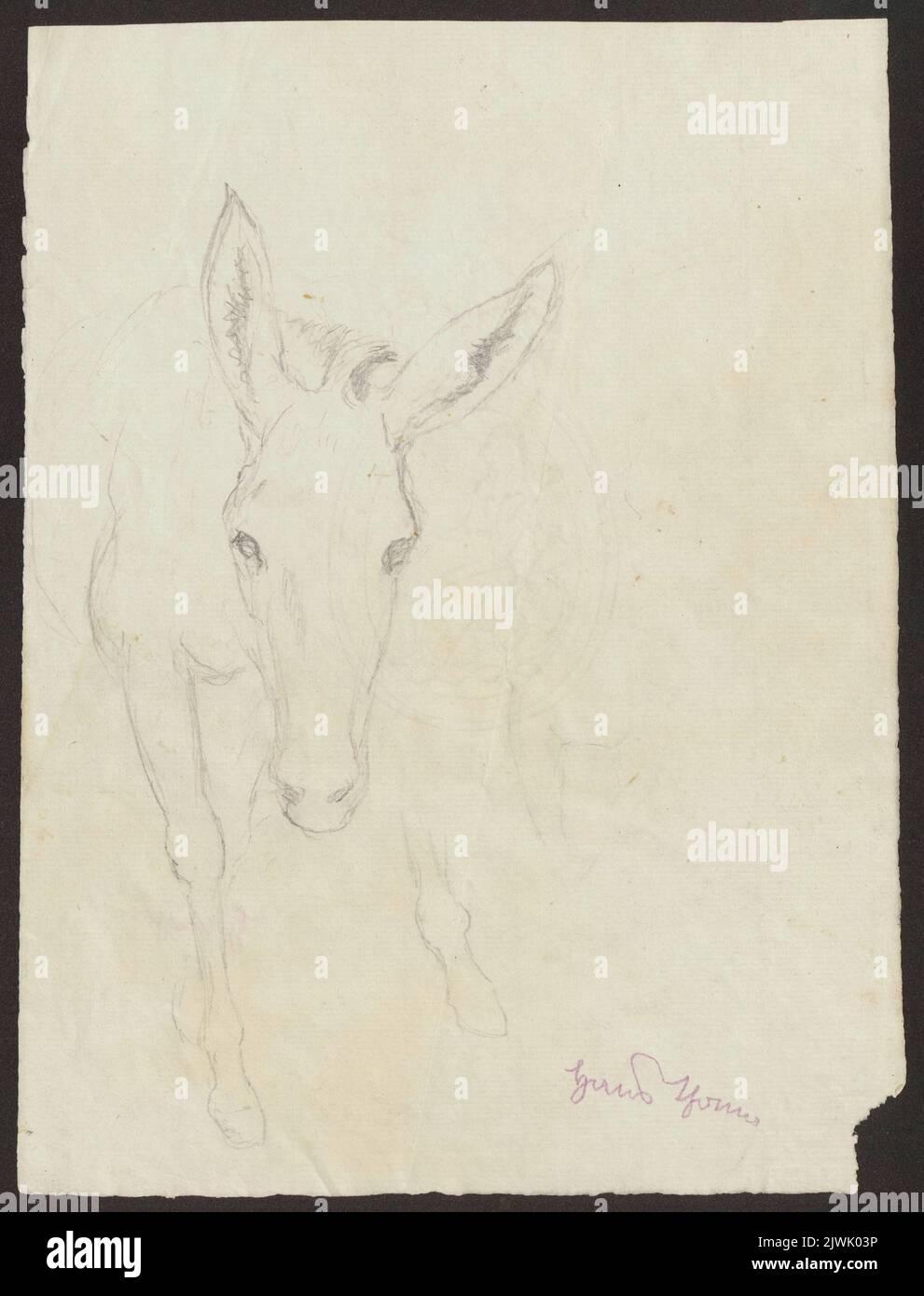 Study of a donkey depicted from the front; verso: Study of donkey’s ...