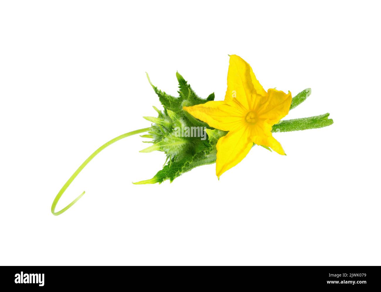 Fresh green cucumber with leaf and flower isolated on white background ...