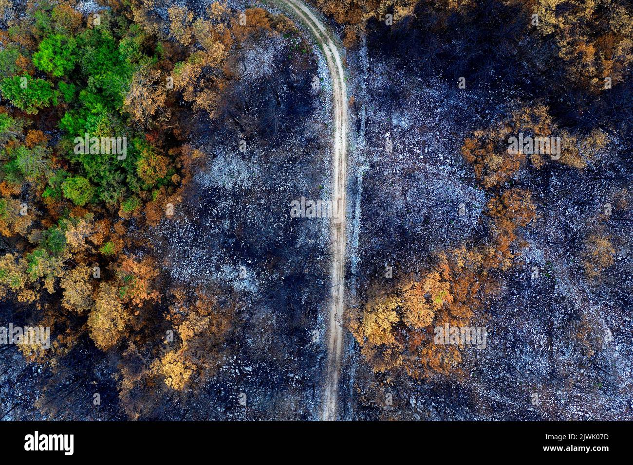 Aerial view of a road crossing burned forest after the biggest forest ...