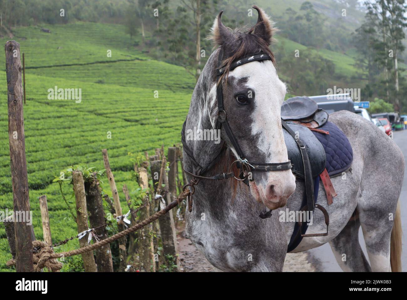A beautiful white colored riding horse is waiting in front of the ...