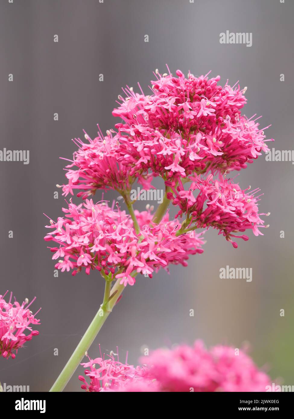 Red spurflower hi-res stock photography and images - Alamy