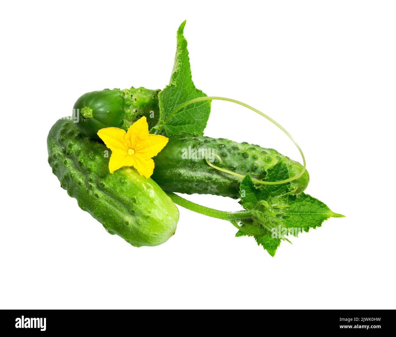 Fresh green cucumber with leaf and flower isolated on white background ...