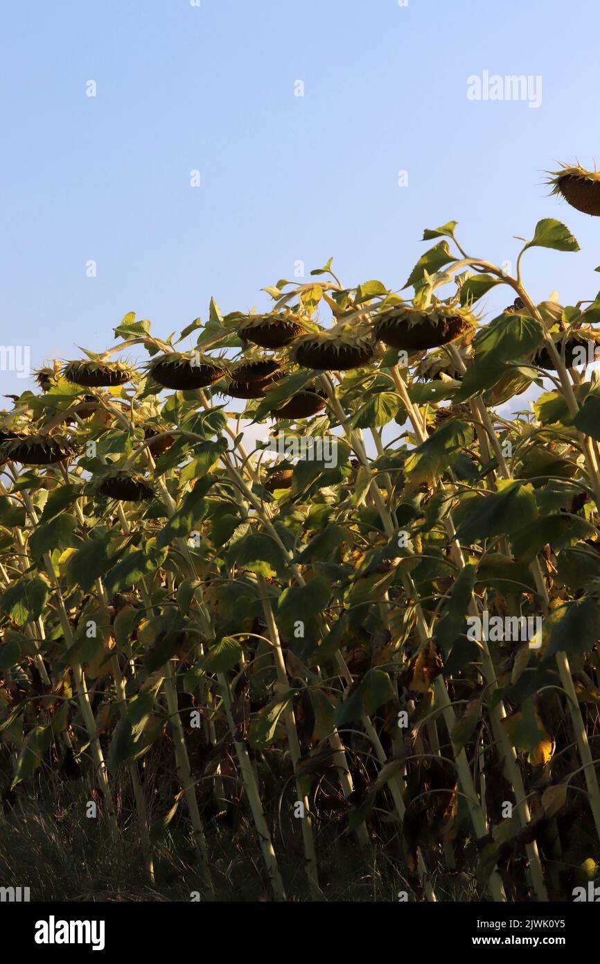 In the field ripe sunflower Stock Photo - Alamy