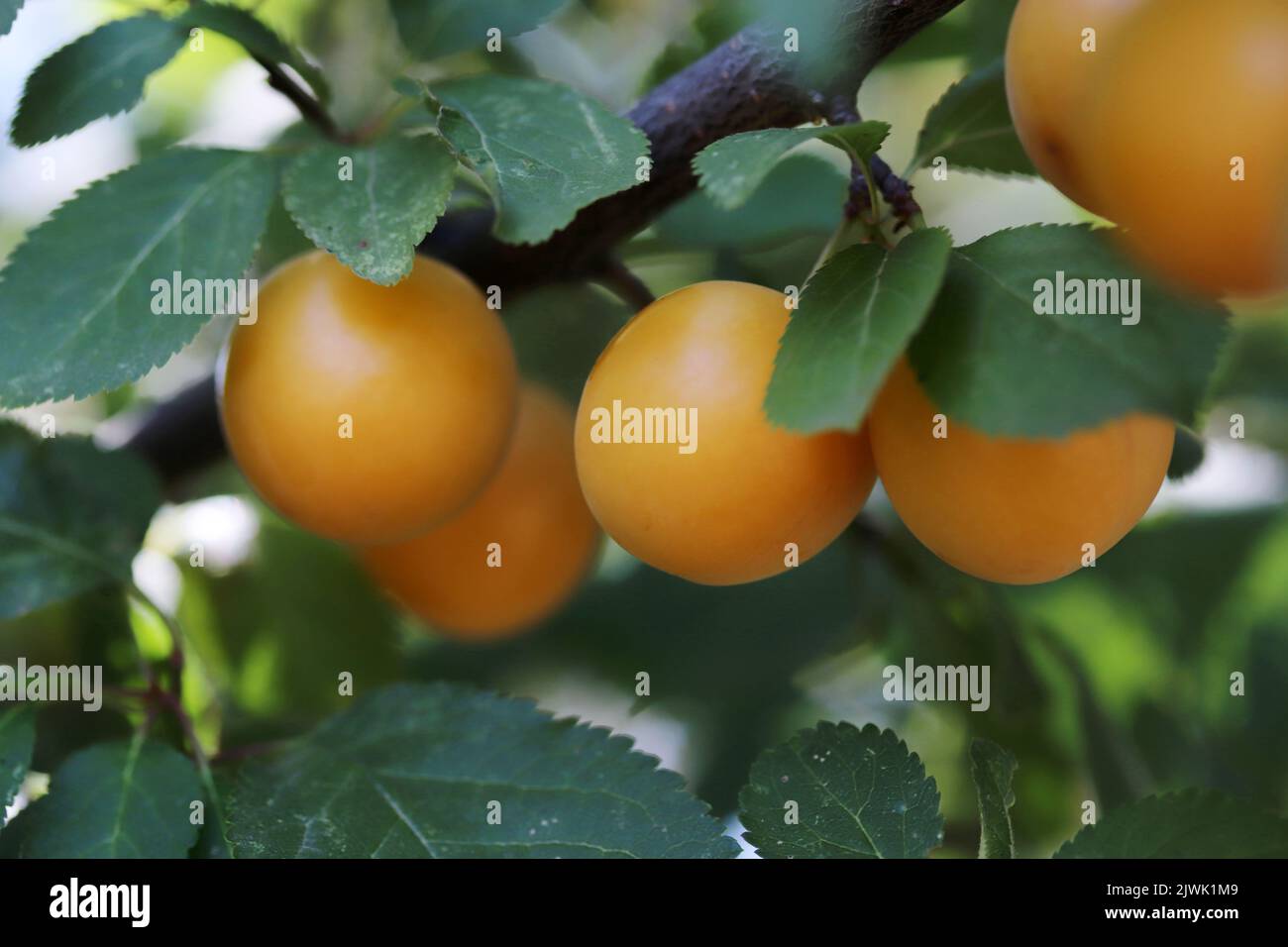 ripe yellow plums on the branches of the tree Stock Photo - Alamy