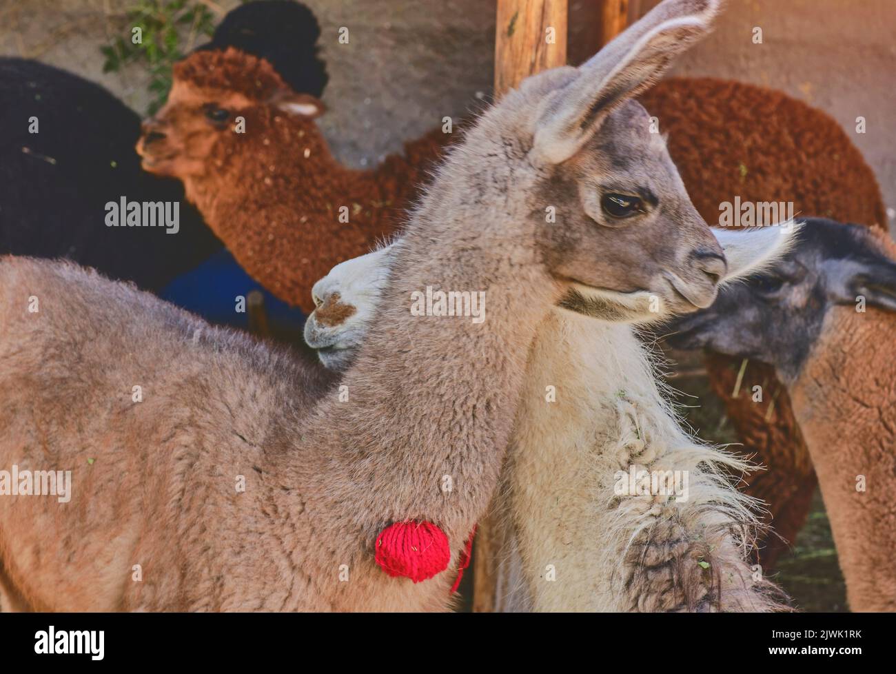 Alpaca portrait. Guanaco and Llamas on a farm in Arequipa, Peru ...