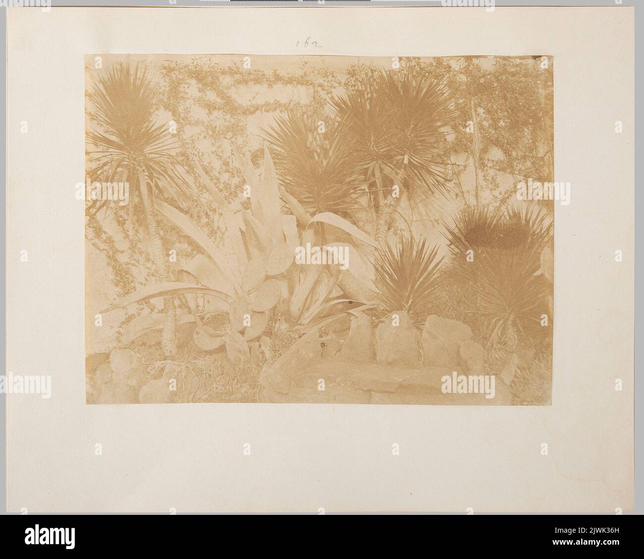 Studium roślin w ogrodzie Villi Massimo di Rignano w Rzymie. Caneva ...