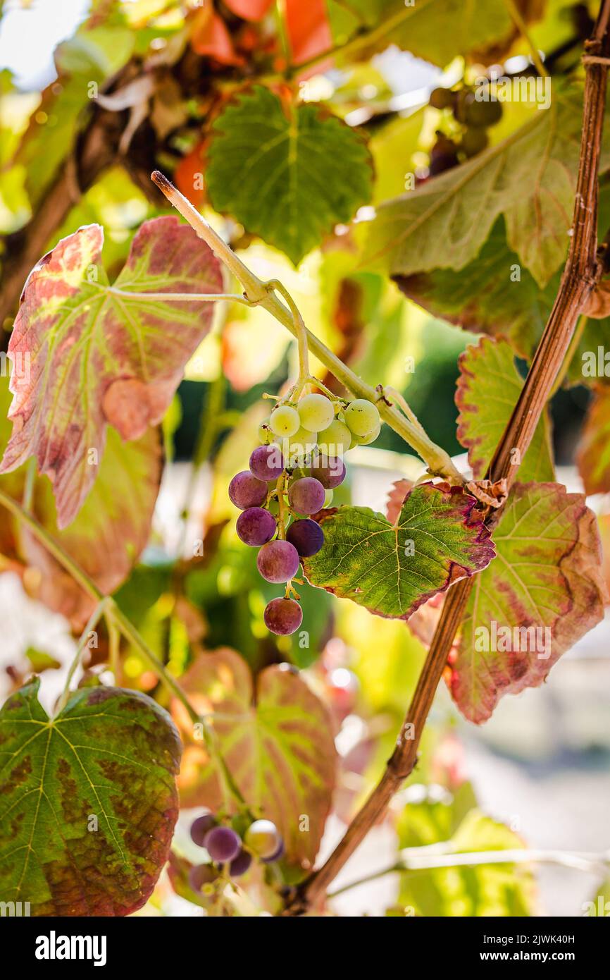 Grapes in the home garden Stock Photo - Alamy