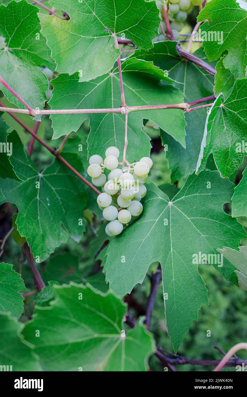 Grapes in the home garden Stock Photo - Alamy