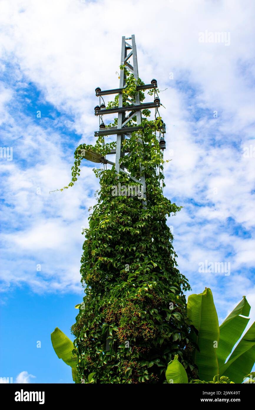 Metal electric pole. ivy wrapped Stock Photo - Alamy