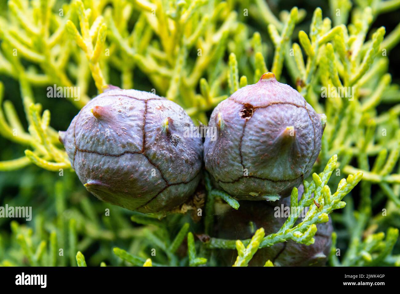 Coniferous plant seed hi-res stock photography and images - Alamy