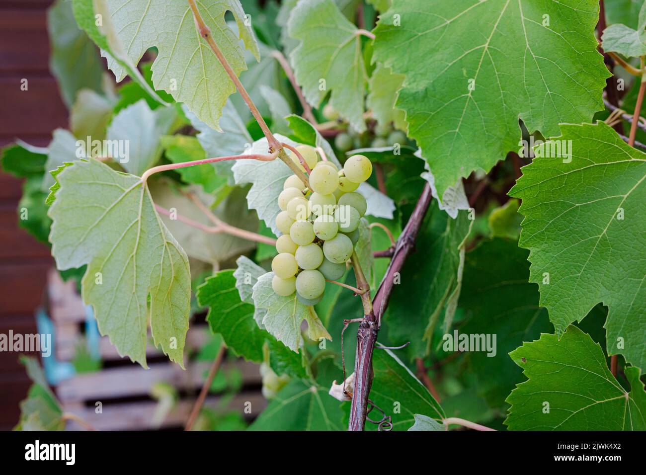 Grapes in the home garden Stock Photo - Alamy
