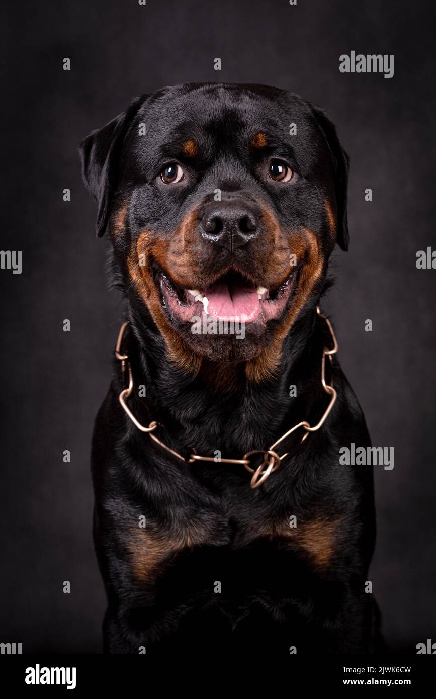 portrait of the happy Rottweiler Dog Stock Photo - Alamy