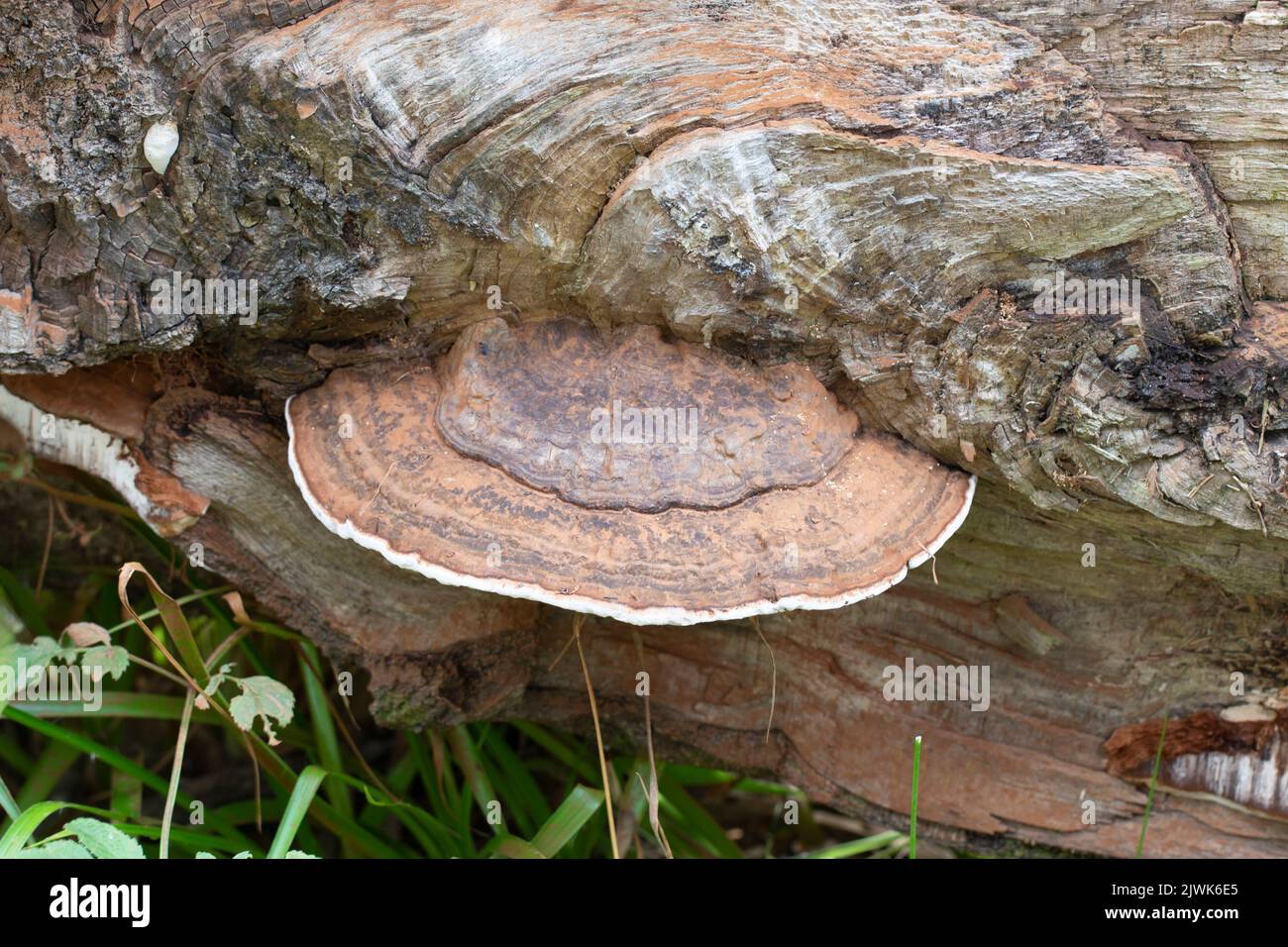 Artist's Bracket Fungus - Ganoderma applanatum Stock Photo - Alamy