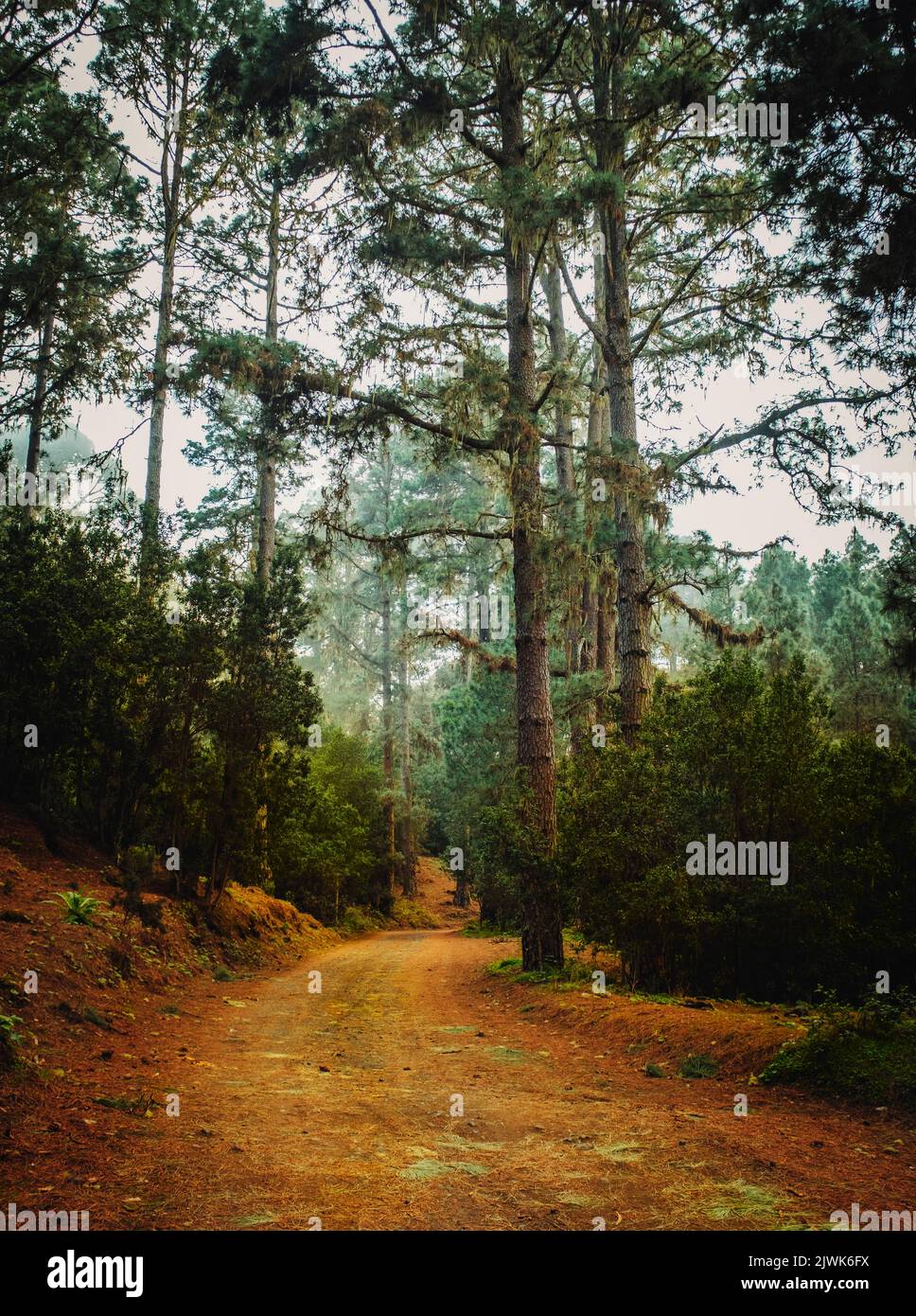 Wooden forest mountain landscape with high trees and green nature ...