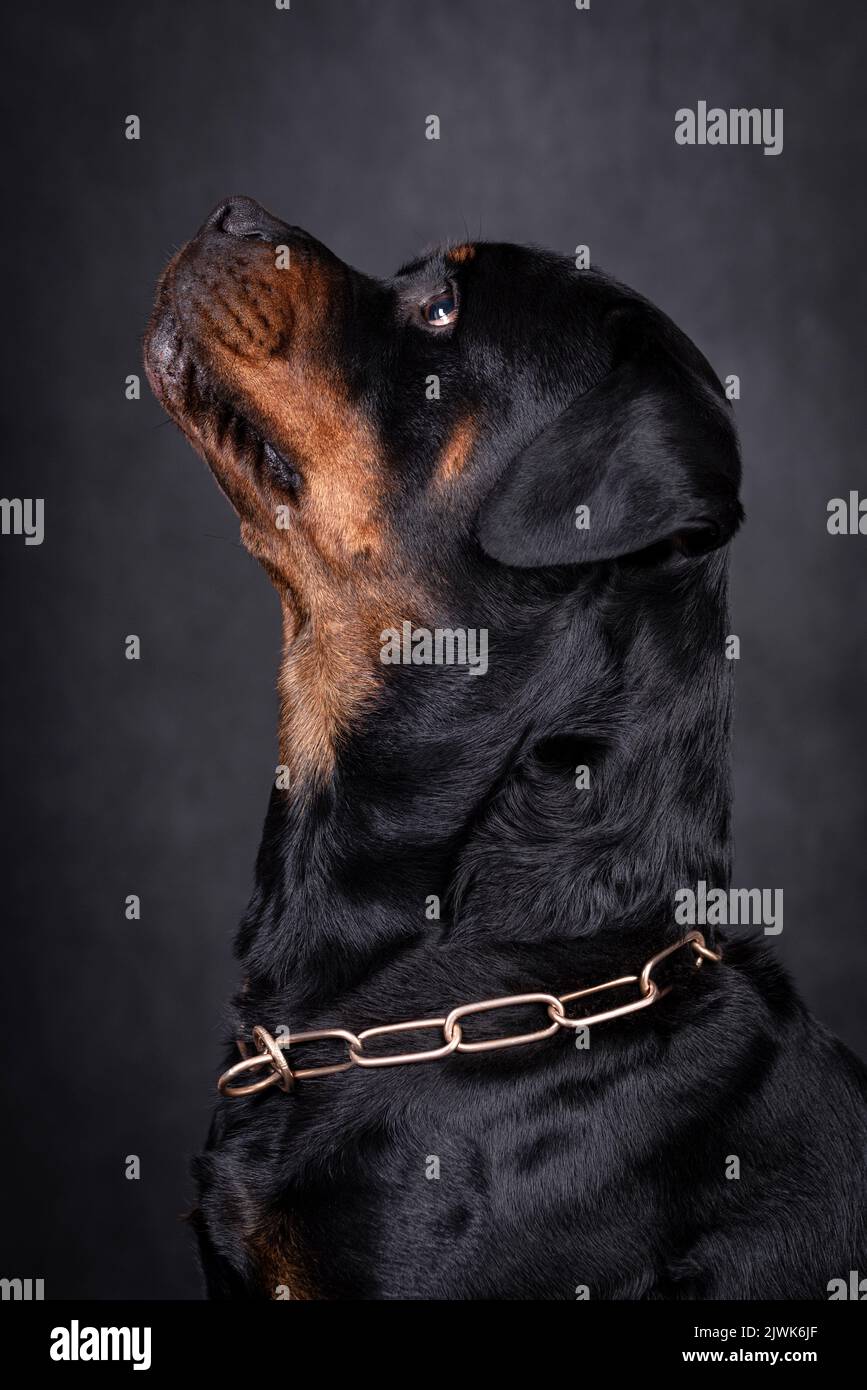 portrait of the happy Rottweiler Dog Stock Photo - Alamy