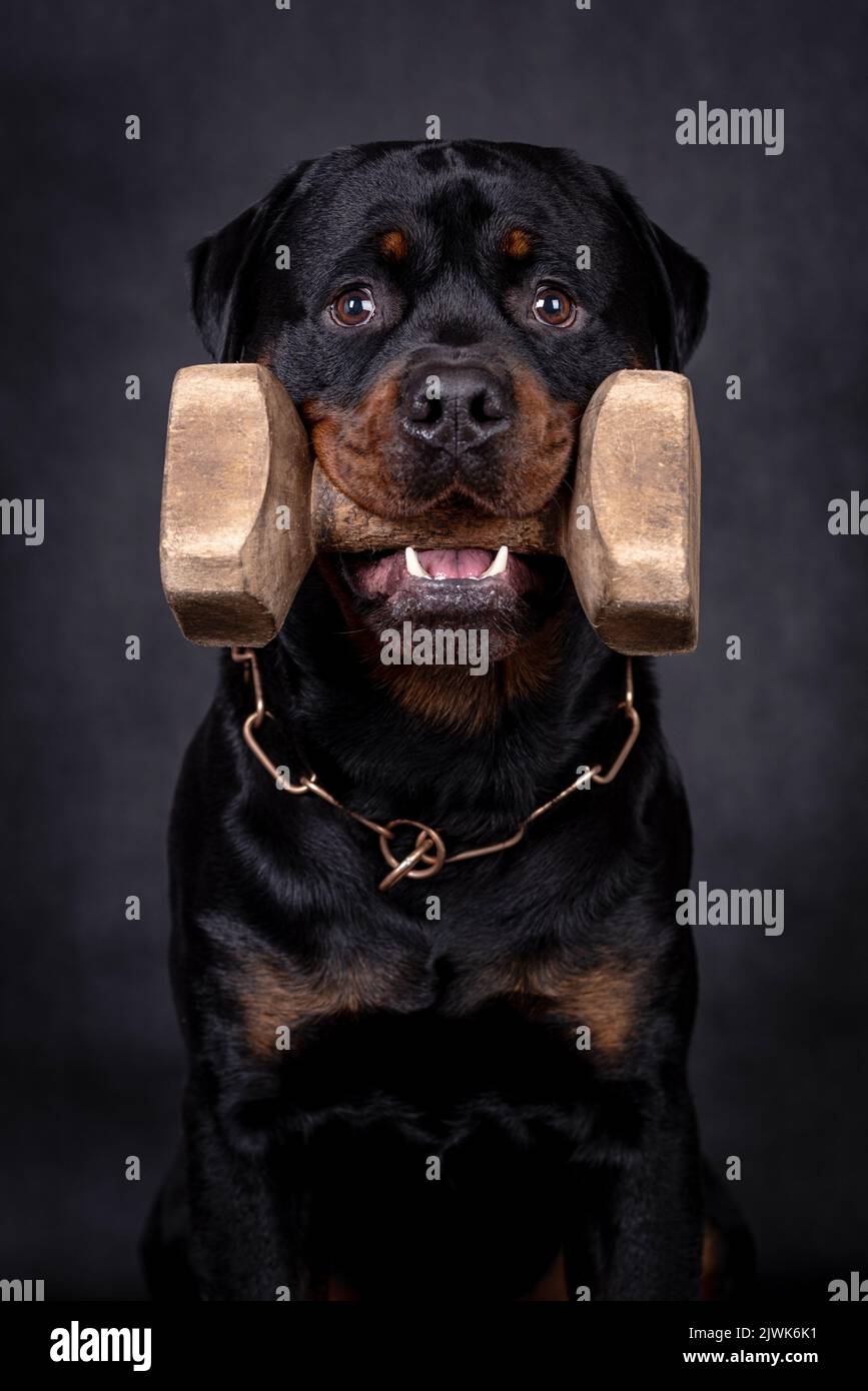 portrait of the happy Rottweiler Dog Stock Photo - Alamy