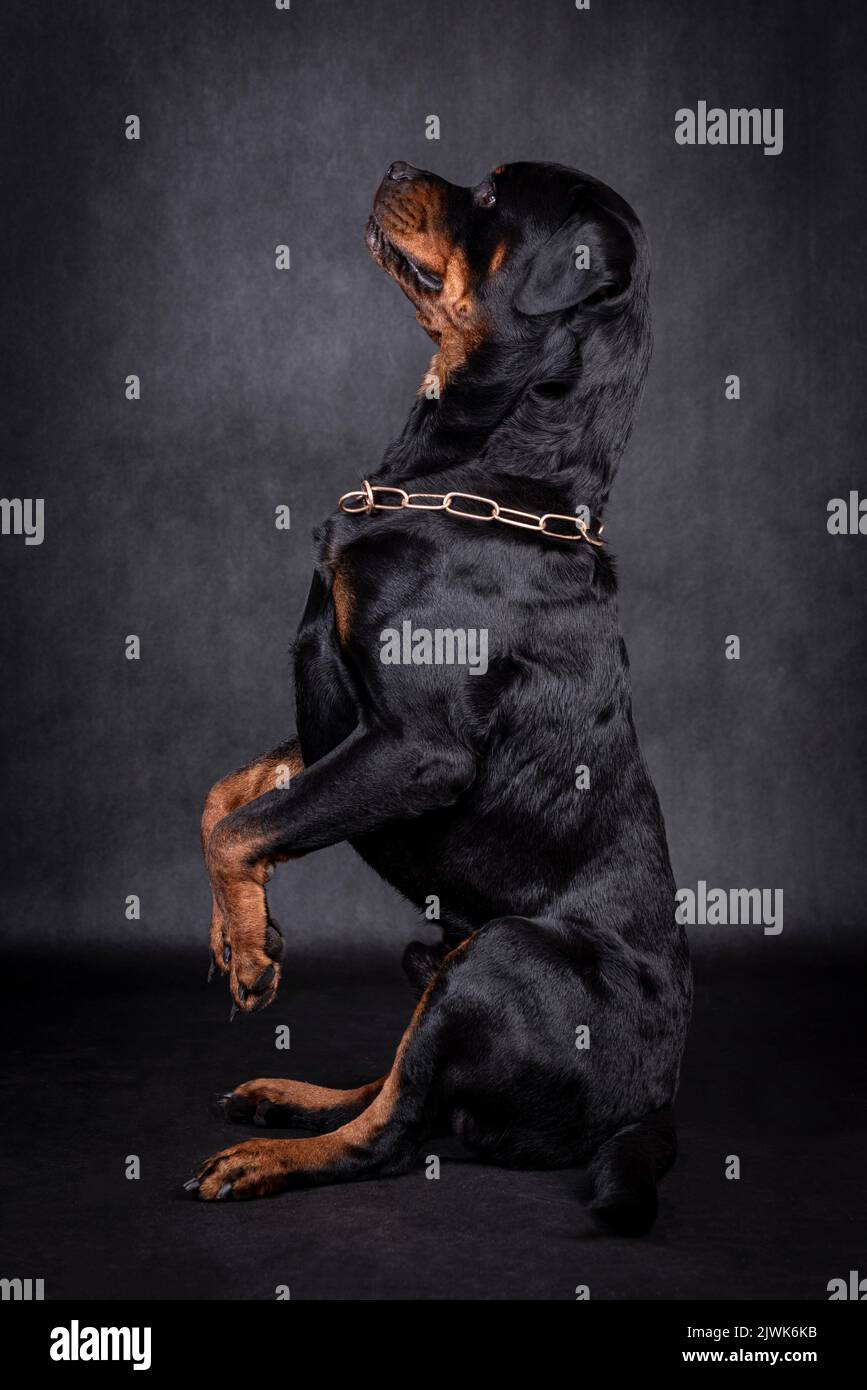 portrait of the happy Rottweiler Dog Stock Photo - Alamy