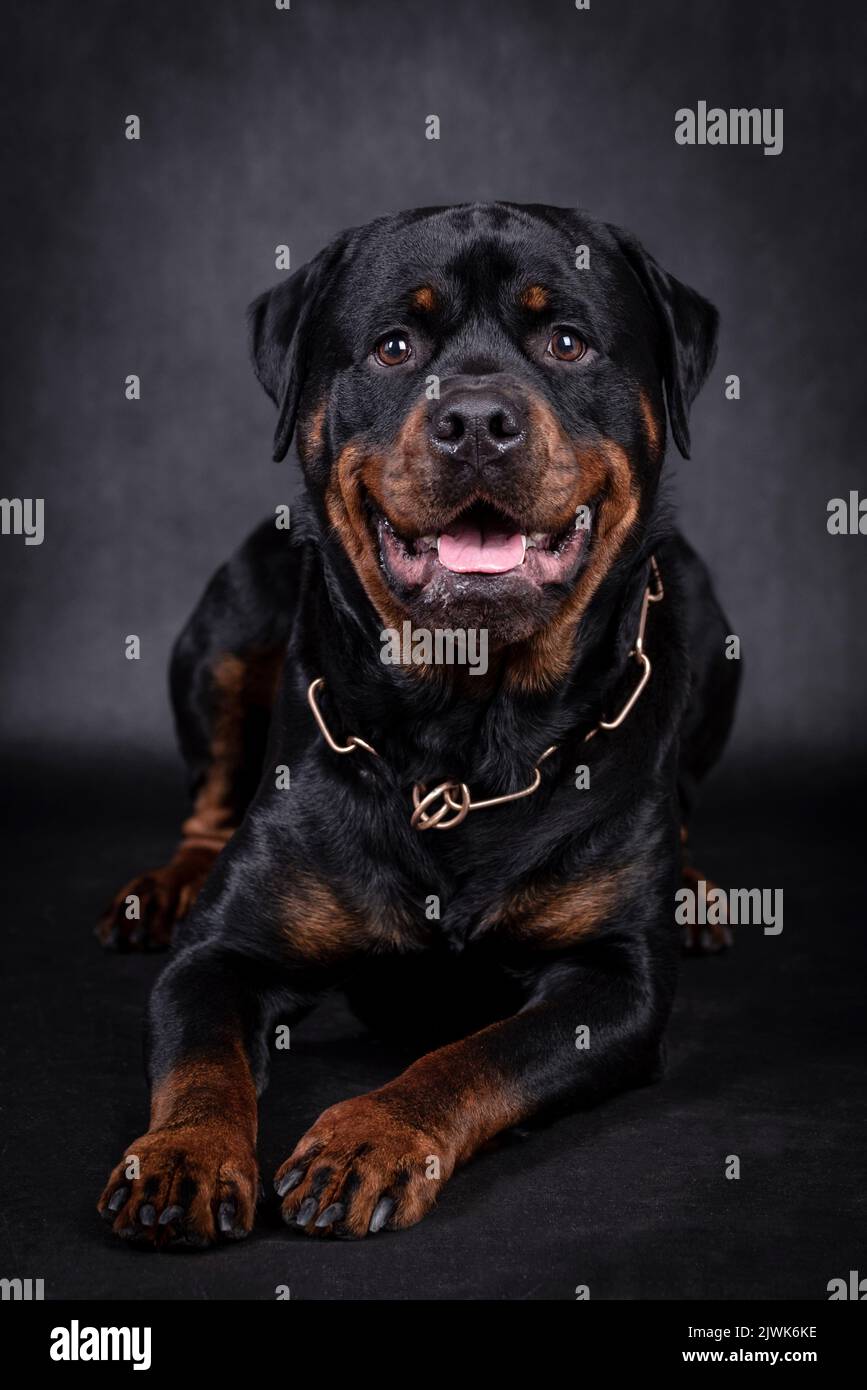 portrait of the happy Rottweiler Dog Stock Photo - Alamy