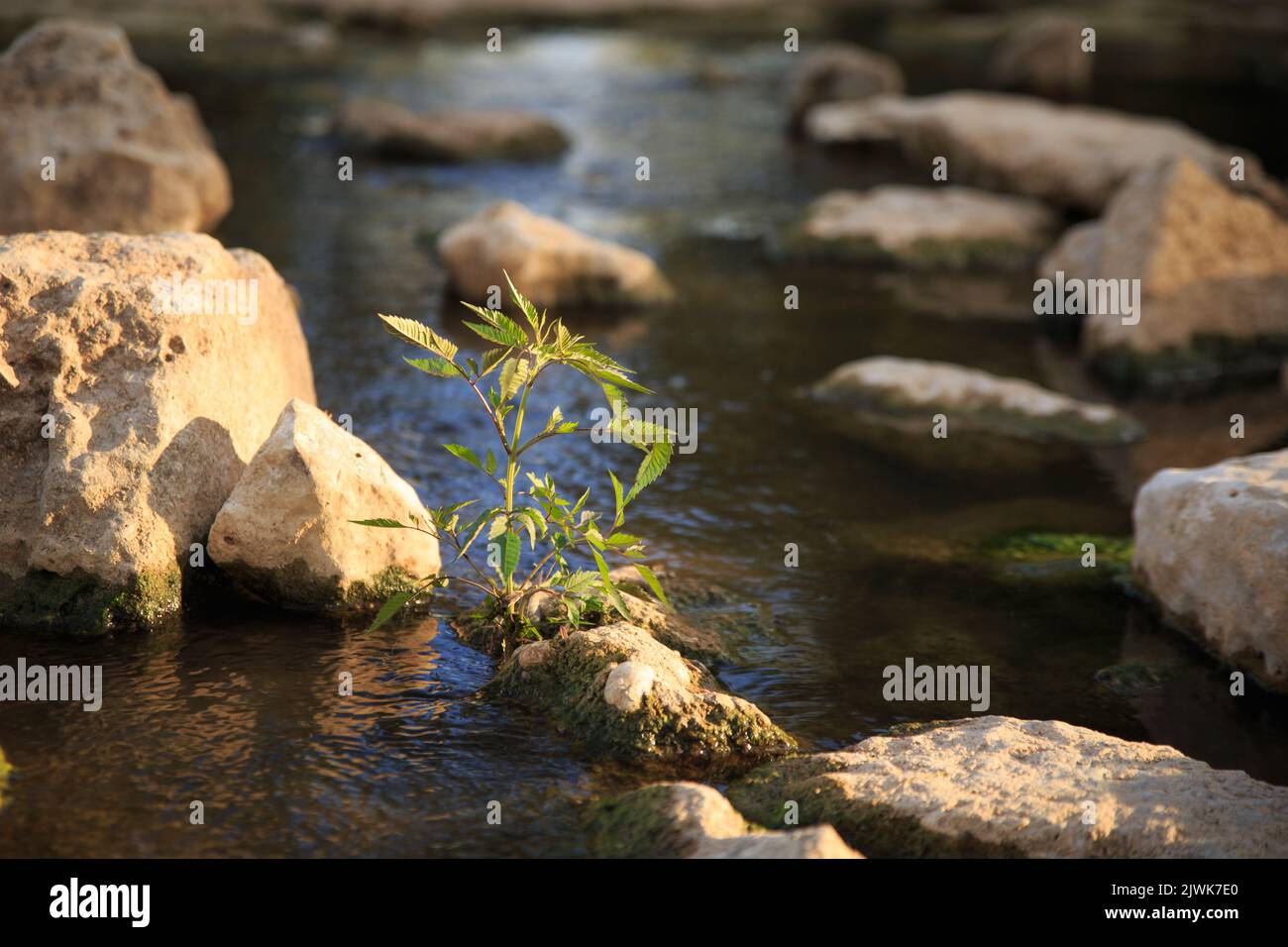 a new plant is born in the bed of a stream. Growth in water Stock Photo ...
