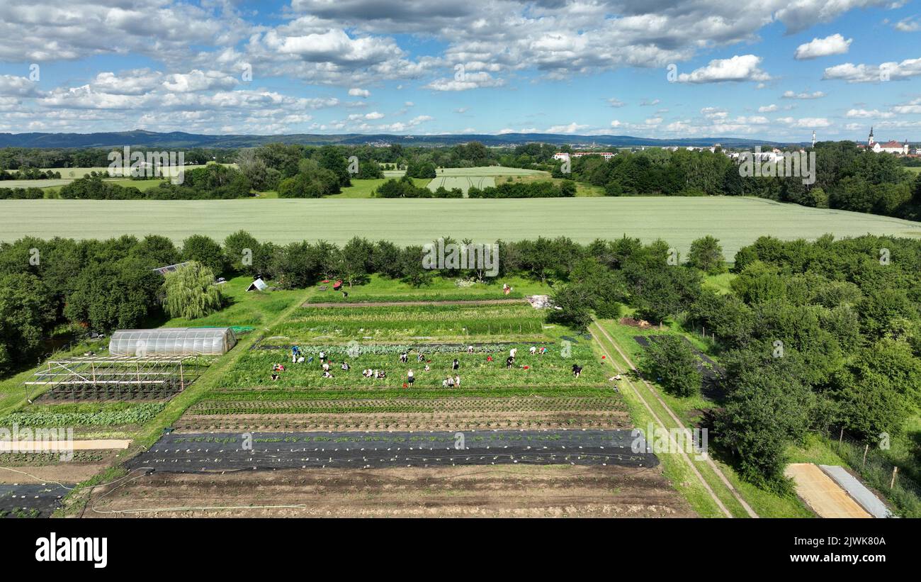 Picking peas ripe bio farm farming Pisum sativum snap drone aerial ... Picking peas ripe bio farm farming Pisum sativum snap drone aerial ...