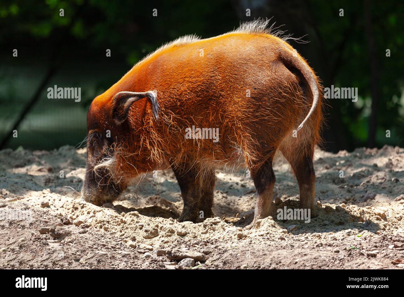 Red river hog animal . Ture pig Suidae . Omnivore mammal animal Stock ...