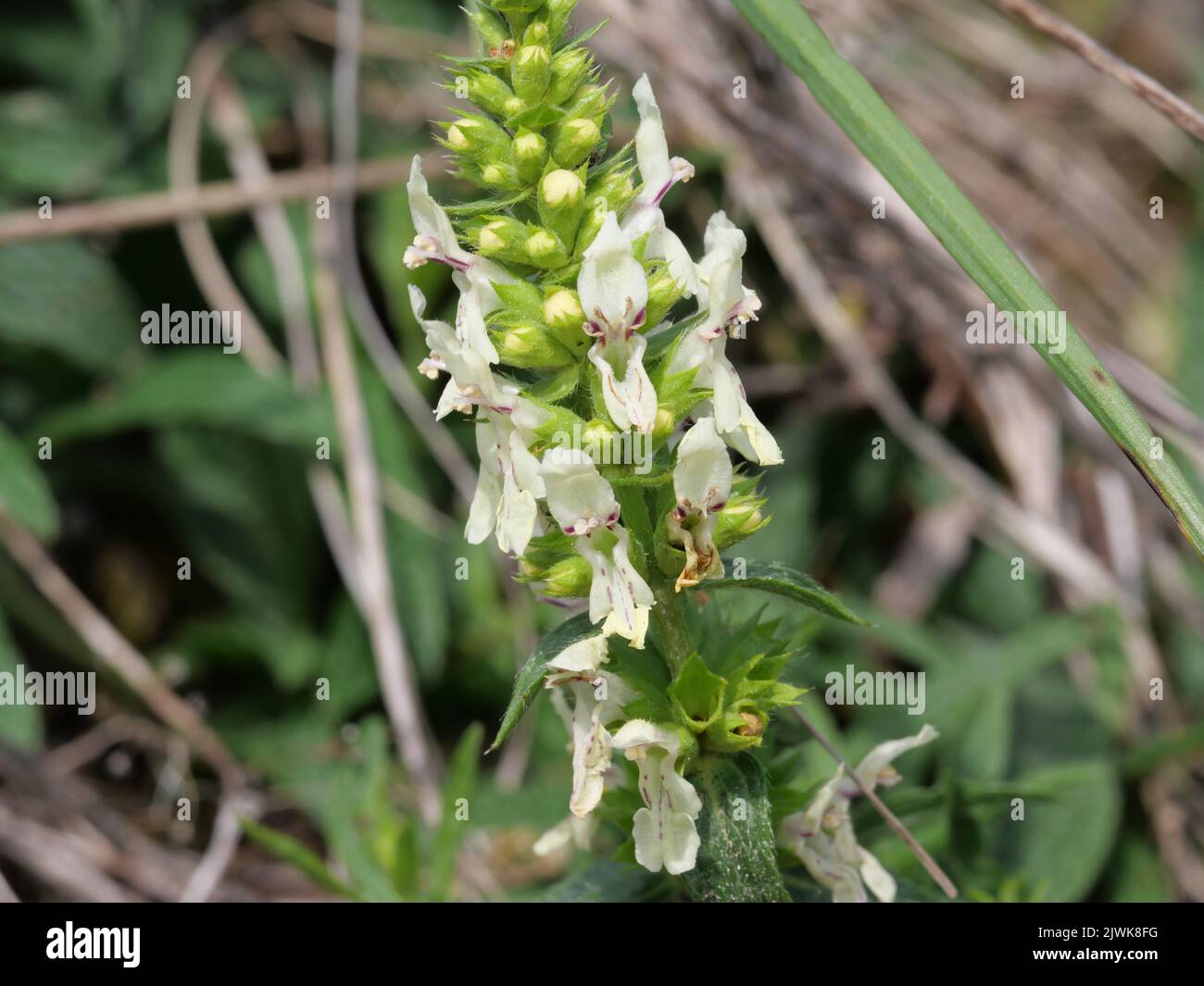 Close up of the white inflorescence of the upright reed Stachys recta ...