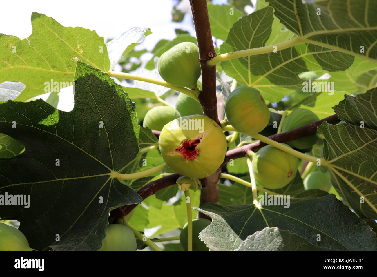 Fruit on branches fig tree hi-res stock photography and images - Alamy