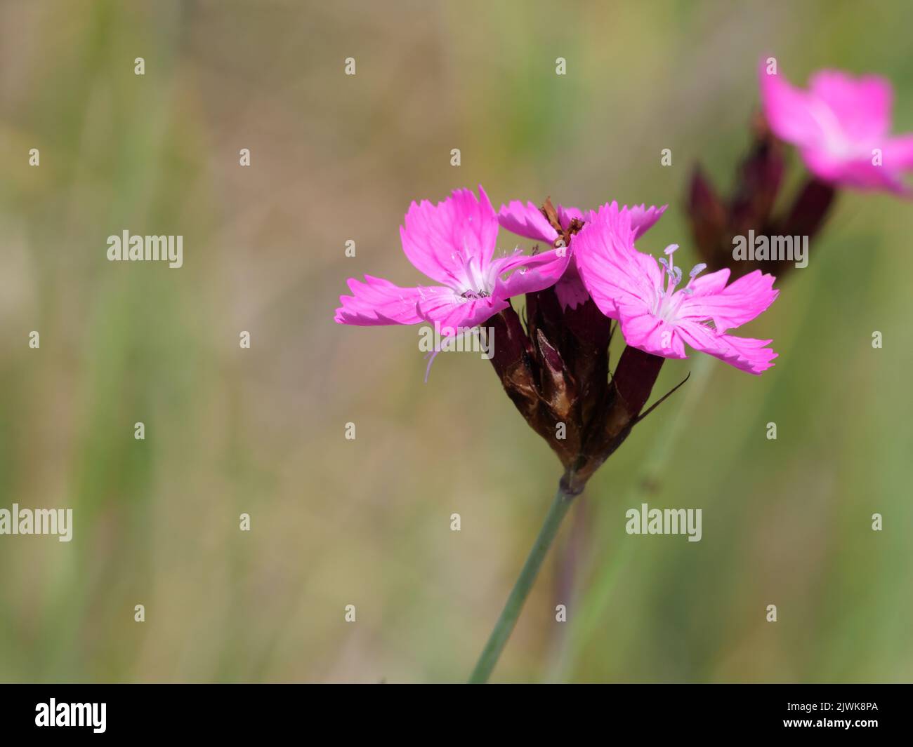 Inflorescences of the Carthusian carnation, Dianthus carthusianorum ...