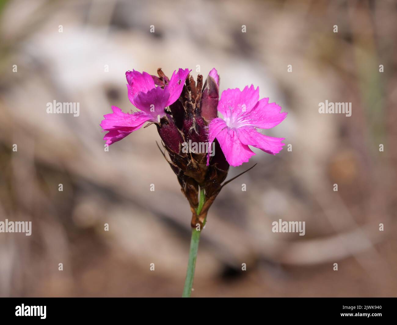 Inflorescences of the Carthusian carnation, Dianthus carthusianorum ...