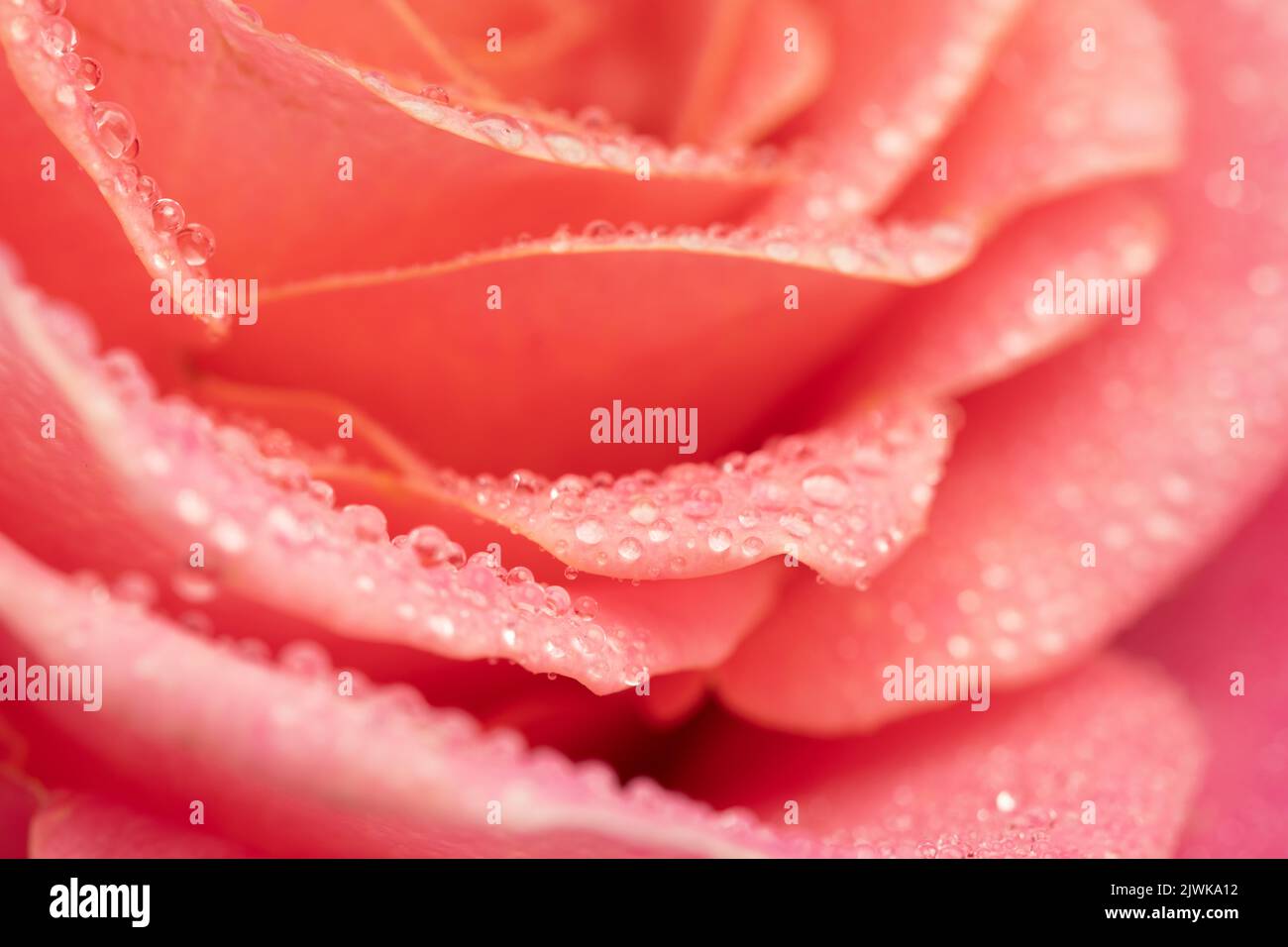 Pink Rose Flower With Water Drops Stock Photo - Alamy