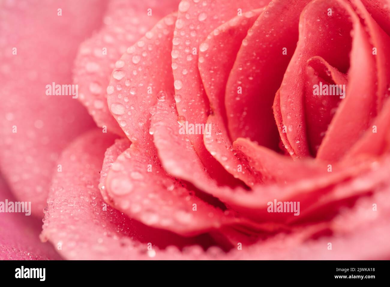 Pink Rose Flower With Water Drops Stock Photo - Alamy
