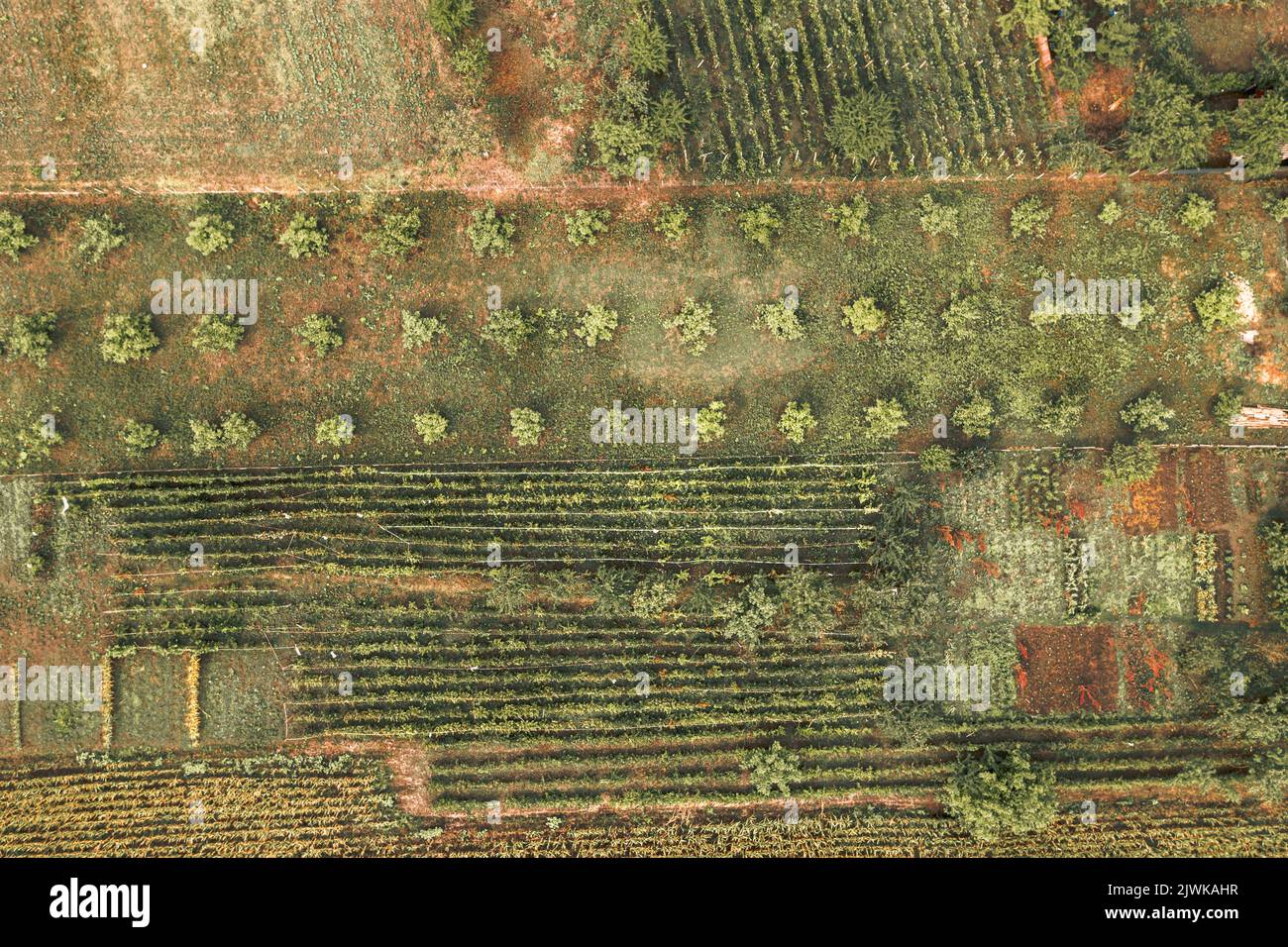 Orchard plantation hi-res stock photography and images - Alamy