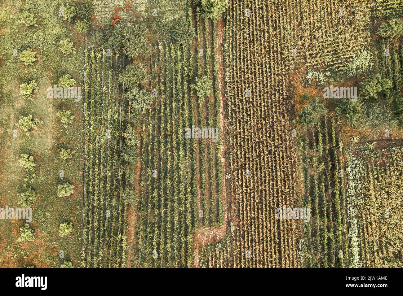 Top view plantation hi-res stock photography and images - Alamy