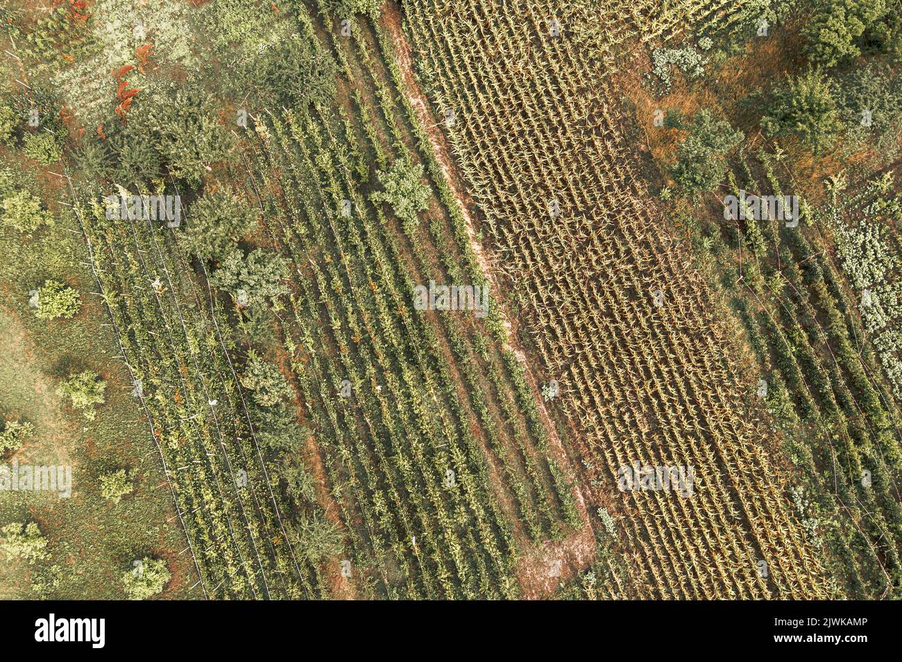 Aeria has a top-down view over the rural landscape with yellow patched ...
