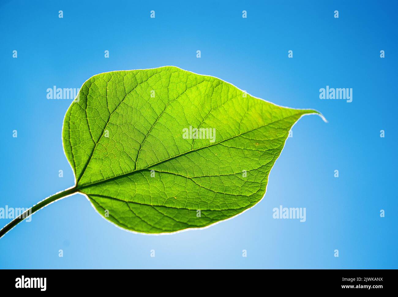 Green bright leaf on background of blue sky shines through the sun ...