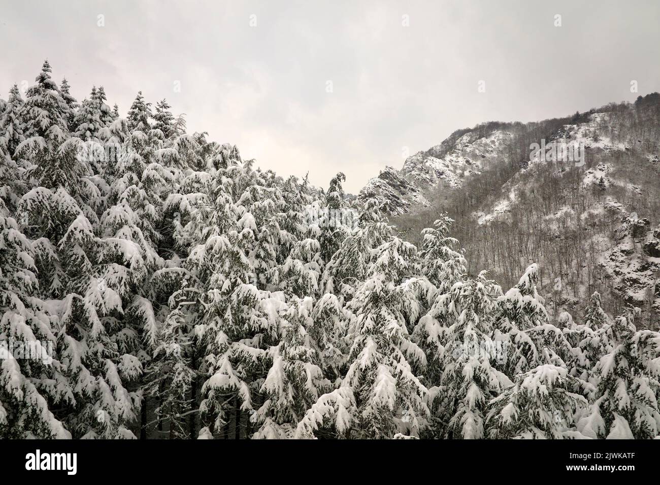 Aerial foggy landscape with evergreen pine trees covered with fresh ...