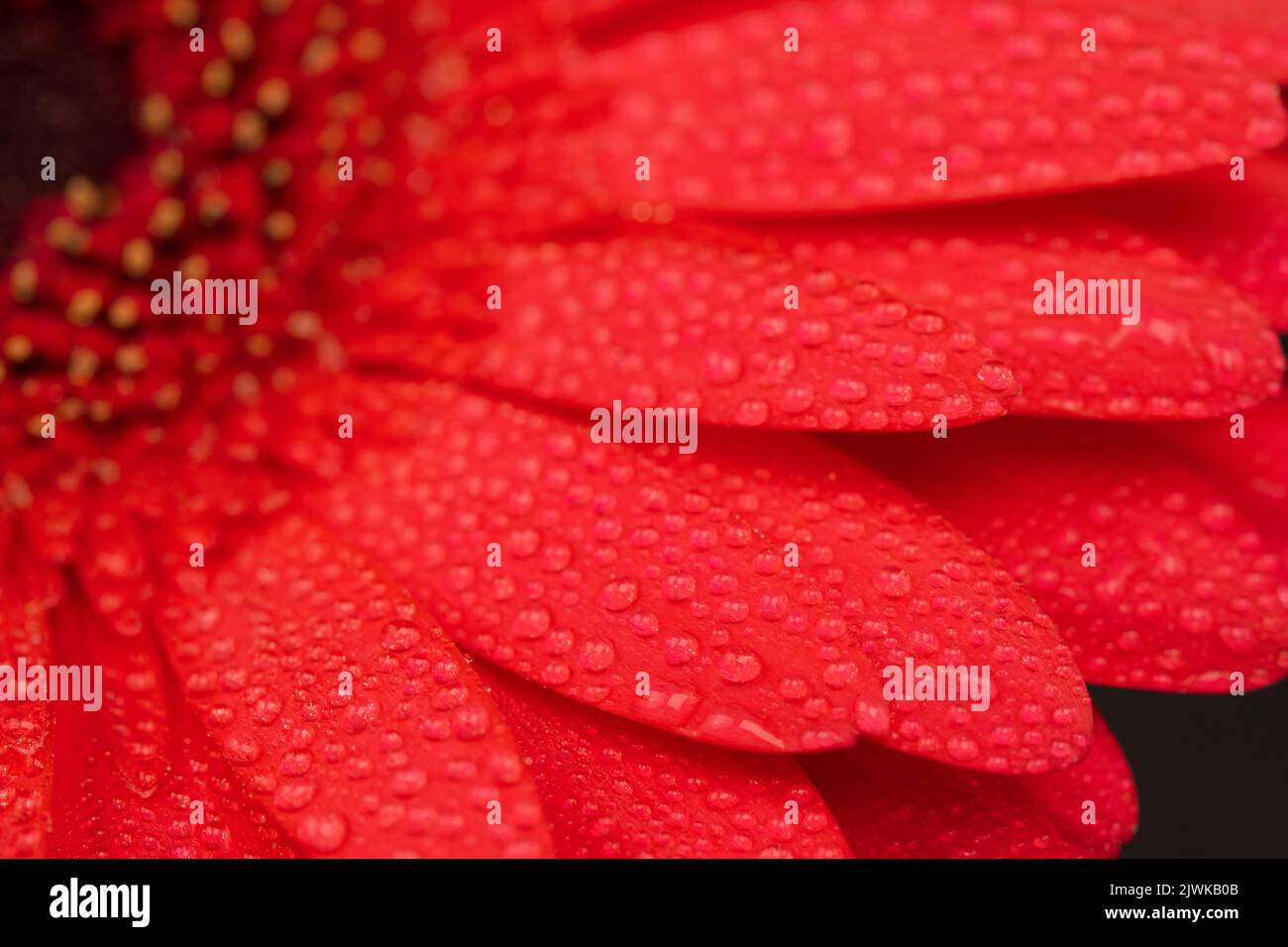 Daisy Gerbera Flower Macro Image Stock Photo - Alamy