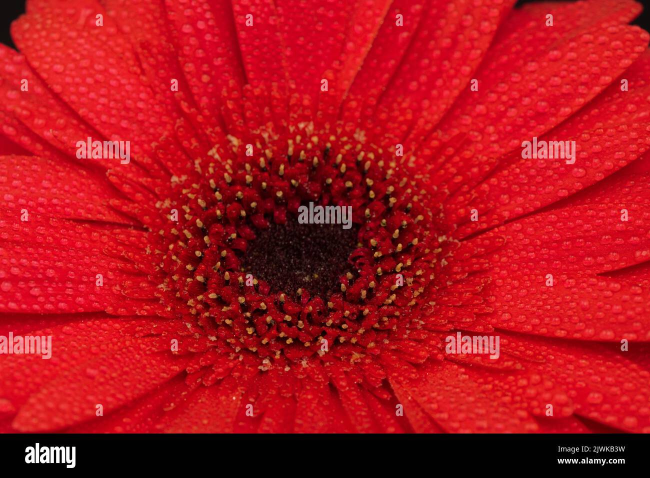 Daisy Gerbera Flower Macro Image Stock Photo - Alamy