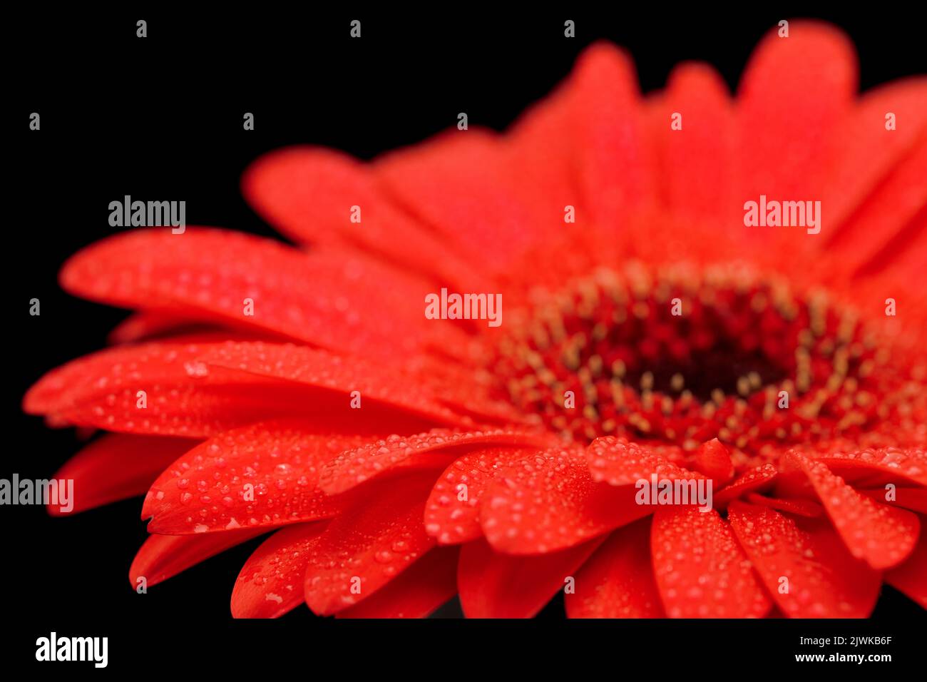 Gerbera backdrop hi-res stock photography and images - Alamy