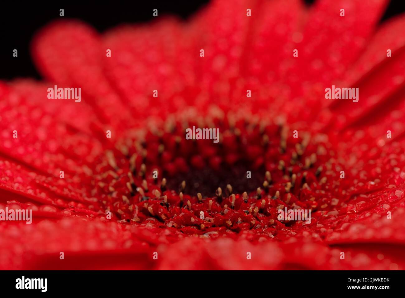 Gerbera backdrop hi-res stock photography and images - Alamy