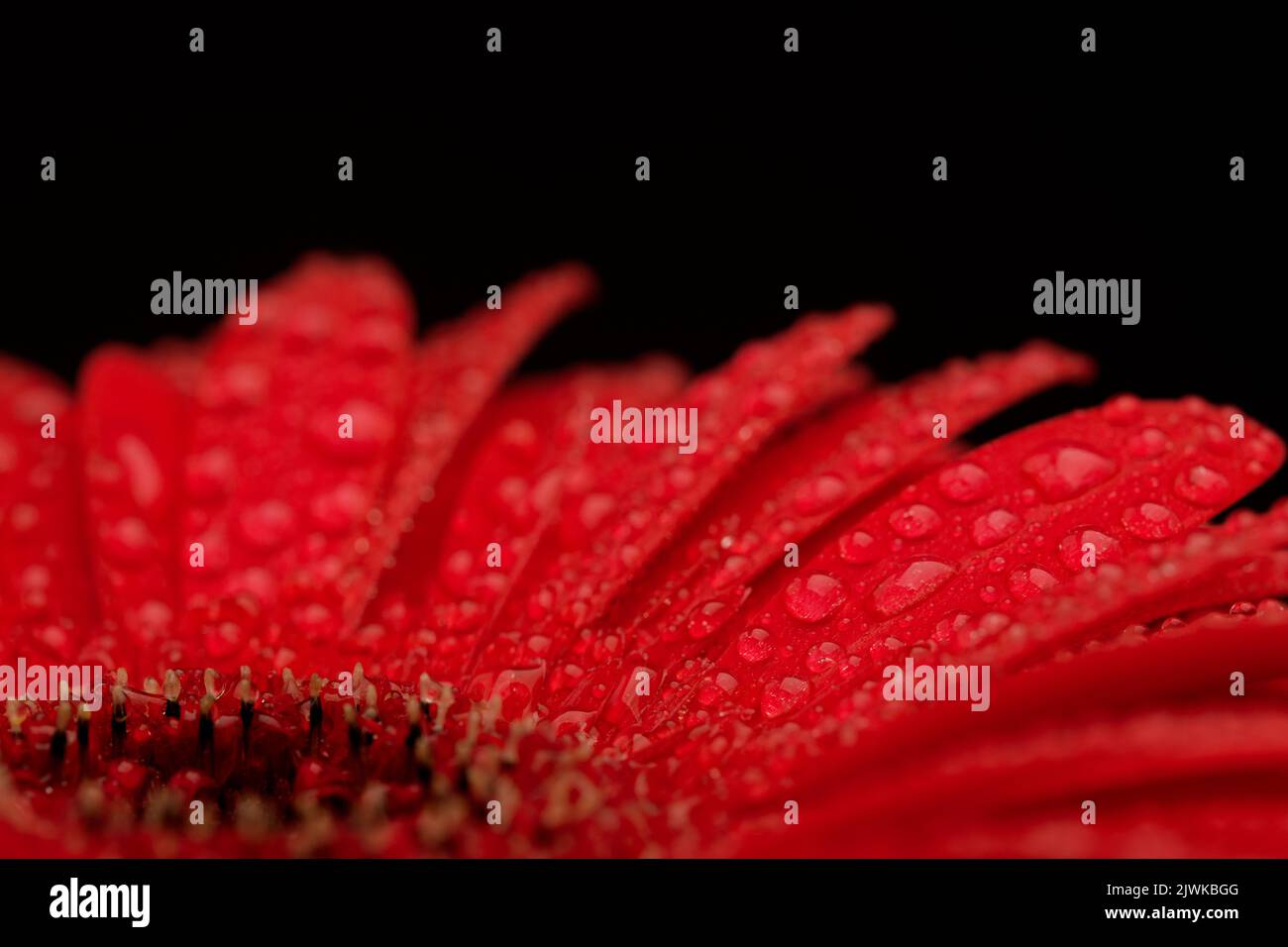 Gerbera backdrop hi-res stock photography and images - Alamy
