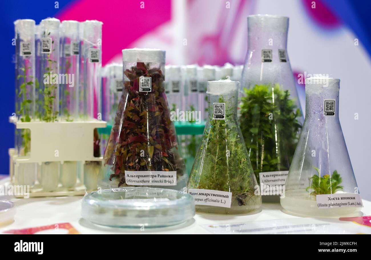 Gmo plant sprouts science hi-res stock photography and images - Alamy